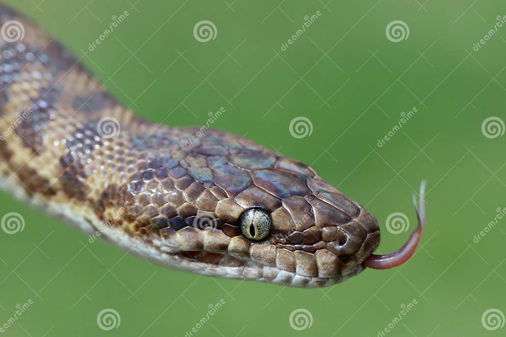 Stimsons Python stock photo. Image of stimsoni, stimsons - 191650760