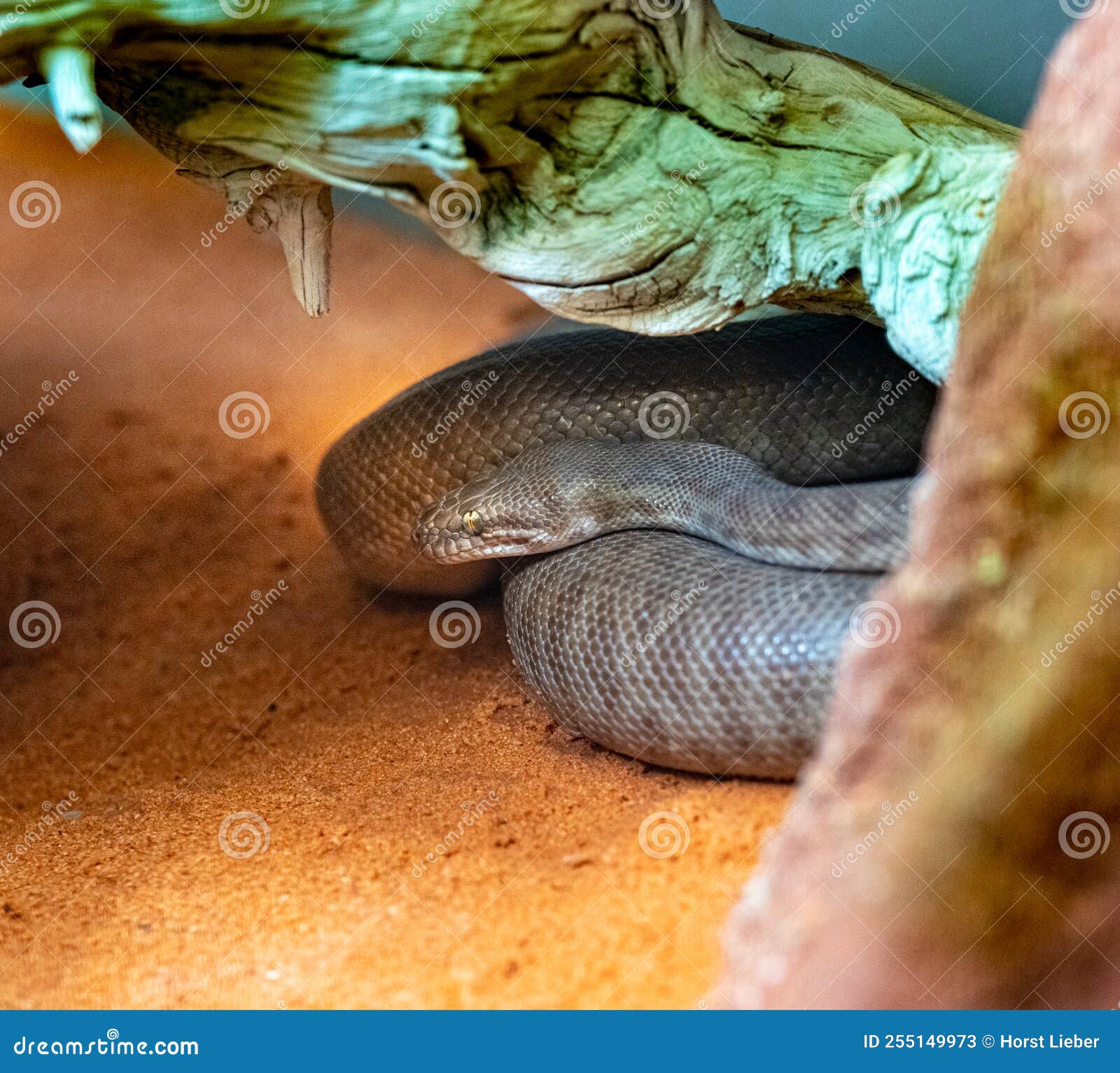 Stimson‘s Python Snake, Western Australia Stock Image - Image of focus, nature: 255149973