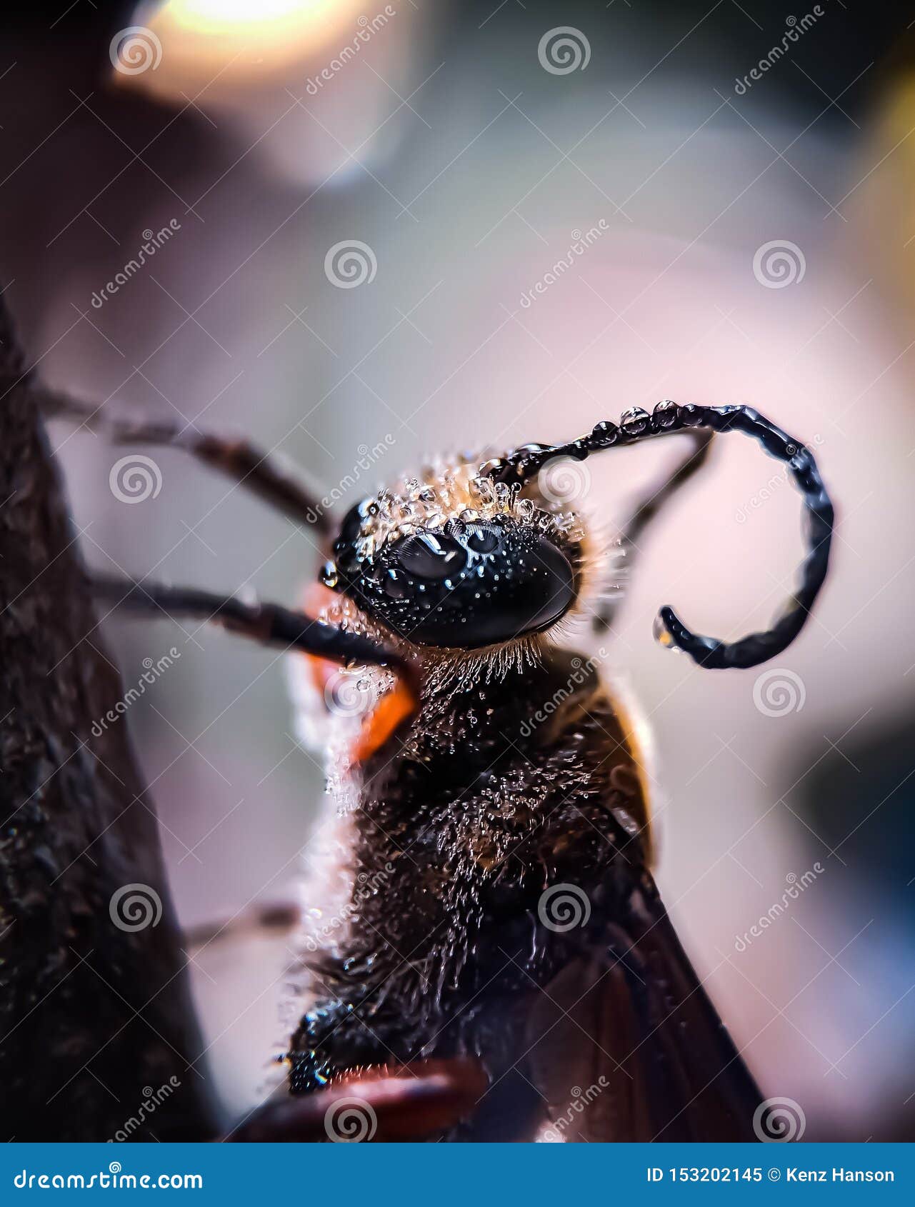 Sting bee stock image. Image of wild, macro, insect - 153202145