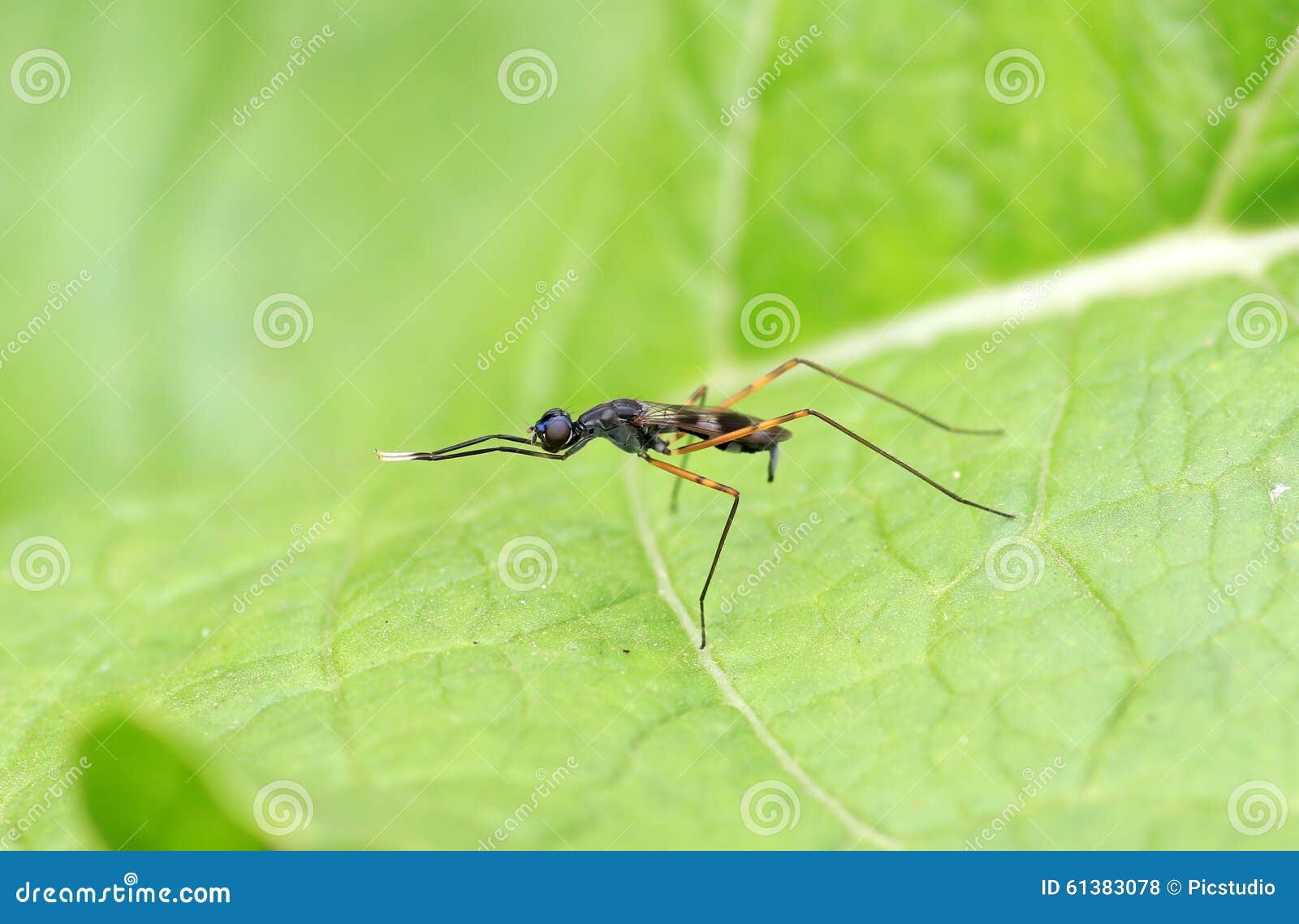 Sting fly stock photo. Image of green, legs, macro, nature - 61383078