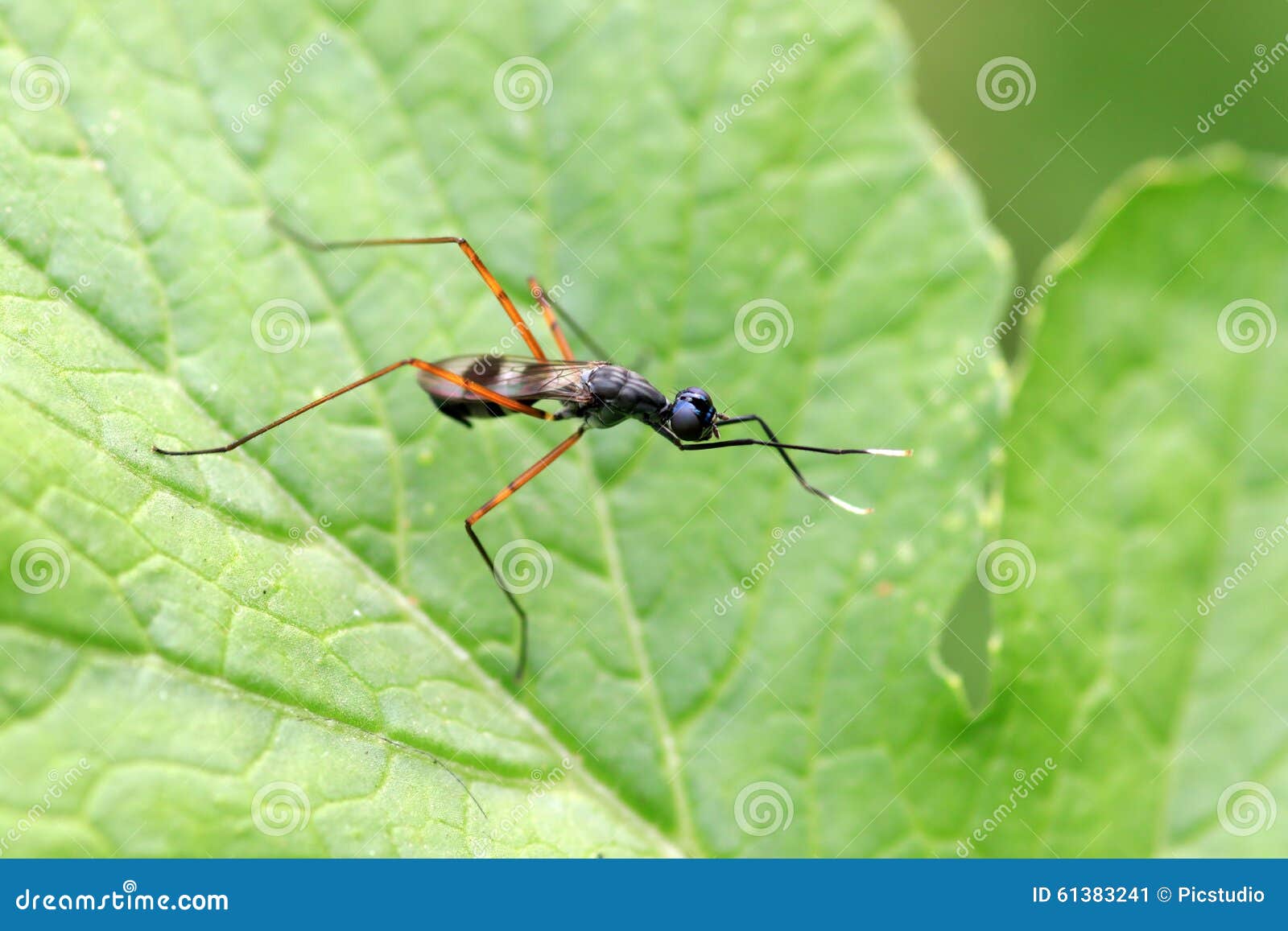 Sting fly stock image. Image of pest, sting, close, arthropod - 61383241