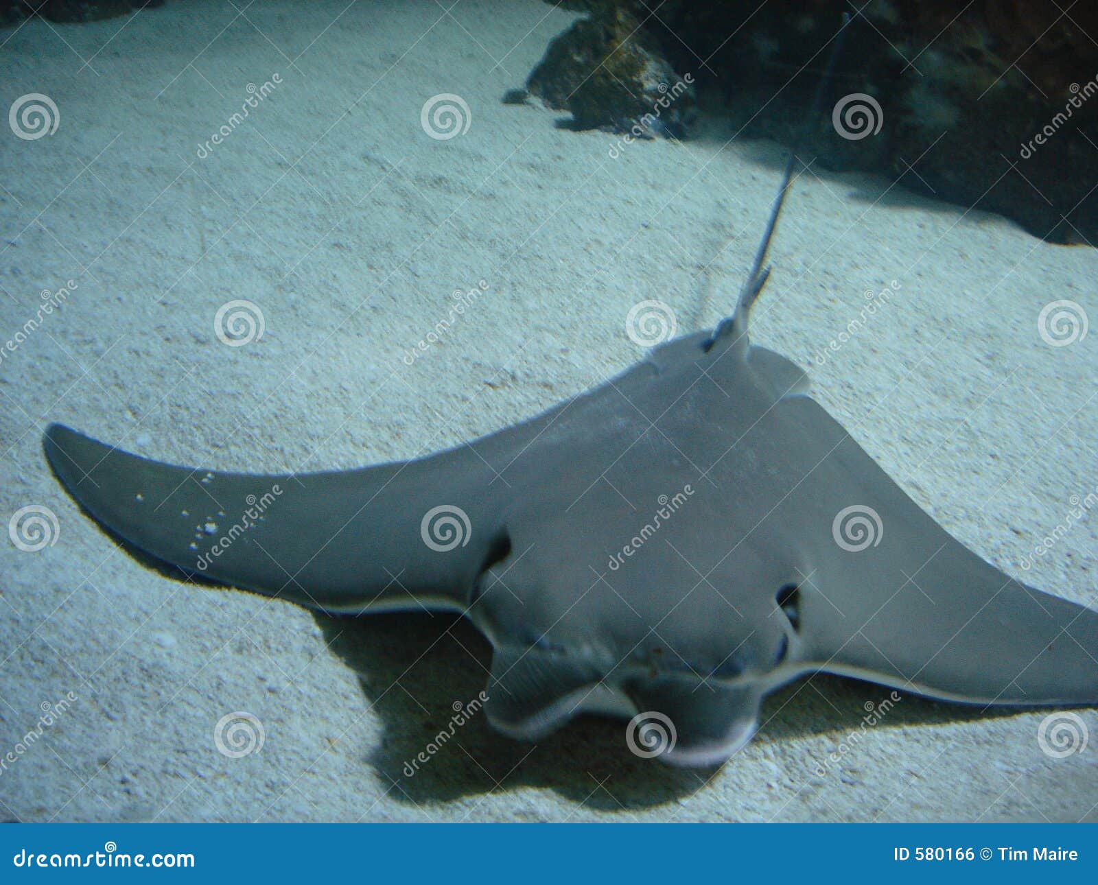 Sting Ray stock photo. Image of ocean, water, cool, gray - 580166