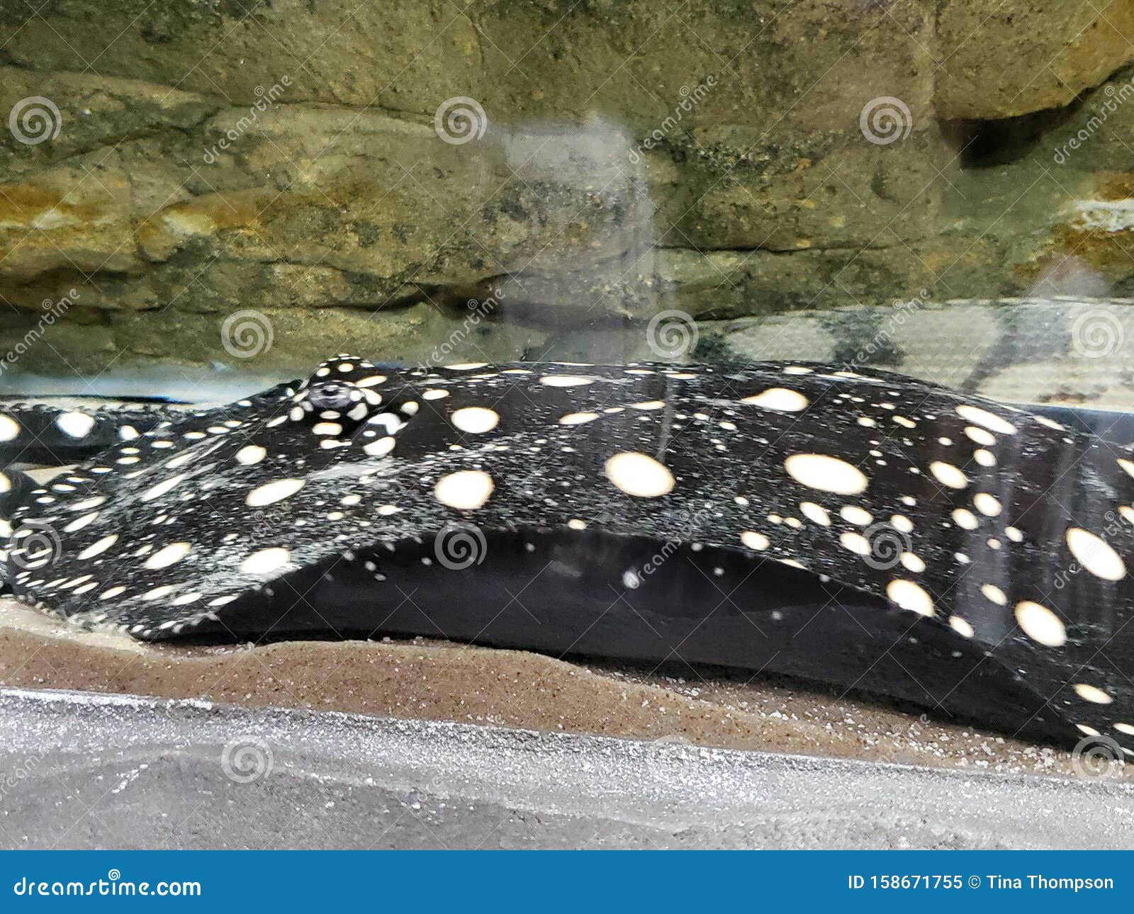 Sting ray stock image. Image of black, spots, sting - 158671755