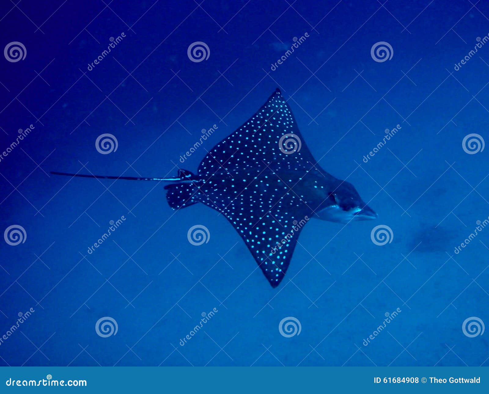 Sting Ray Gliding Over Sandy Bottom Of Bahamas Royalty-Free Stock Image ...