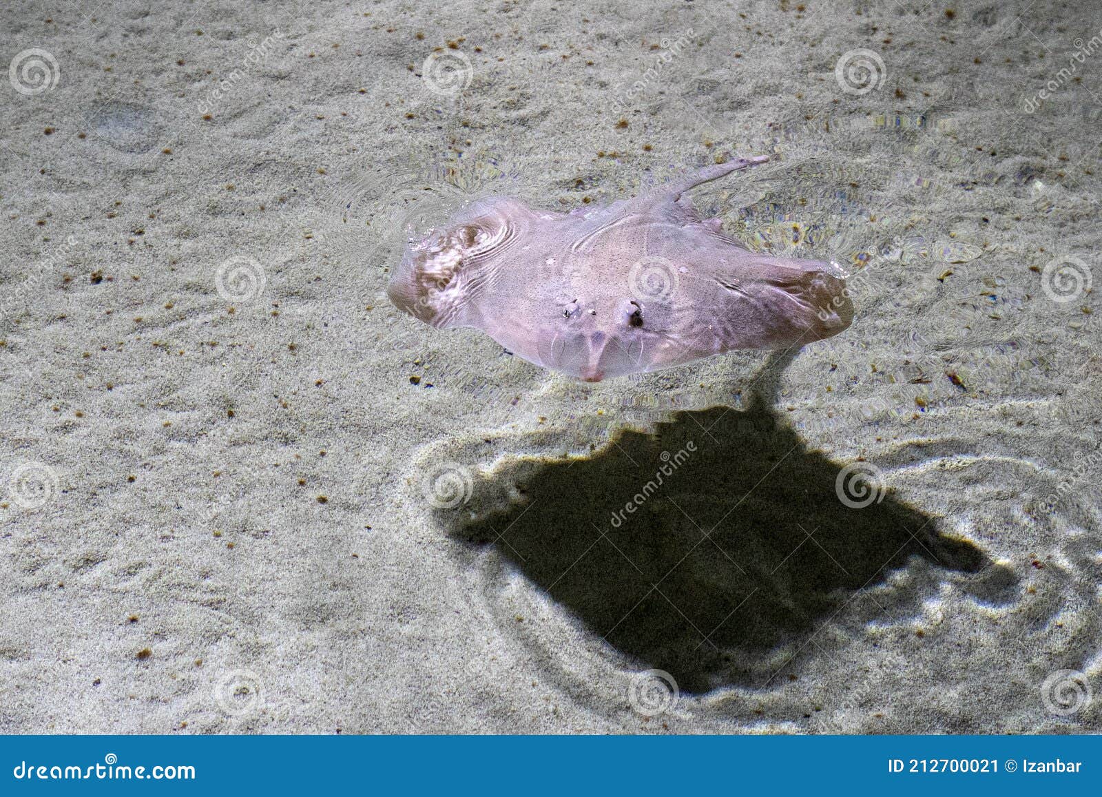 Sting Ray Fish on Sea Surface Stock Image - Image of fish, coral: 212700021