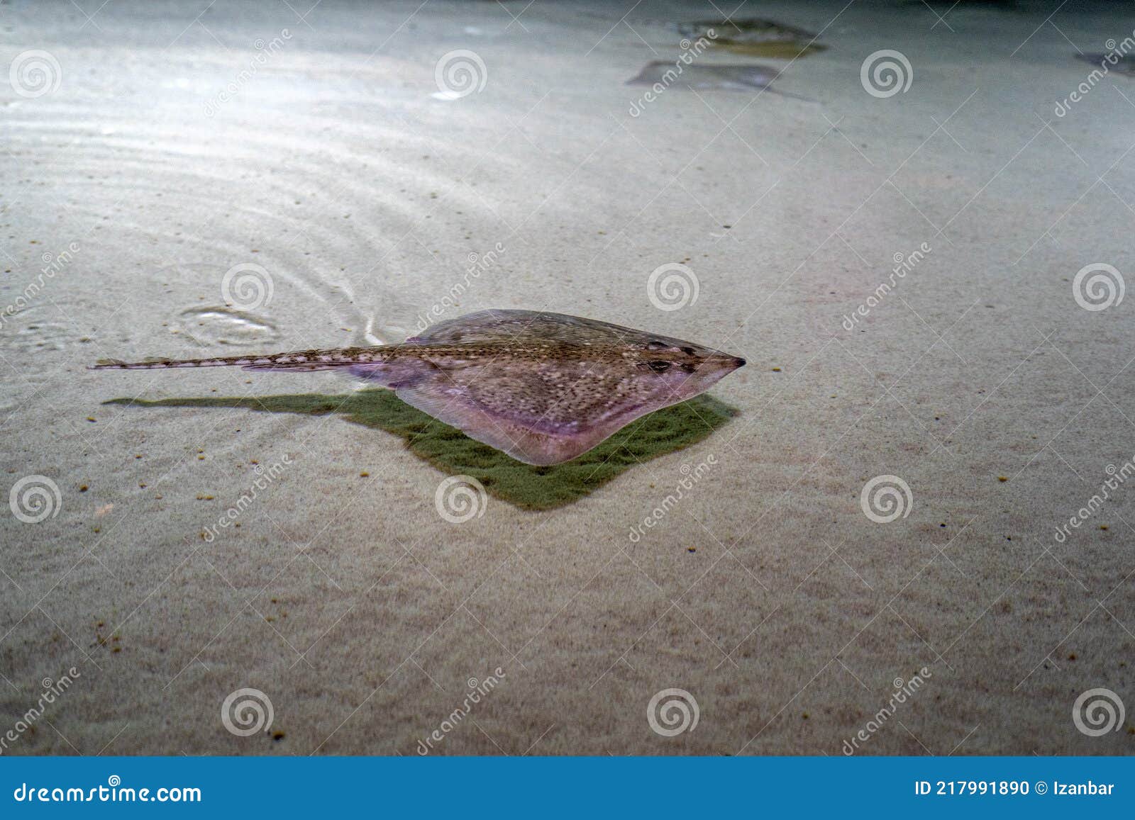 Sting Ray Fish on Sea Surface Stock Photo - Image of reef, white: 217991890