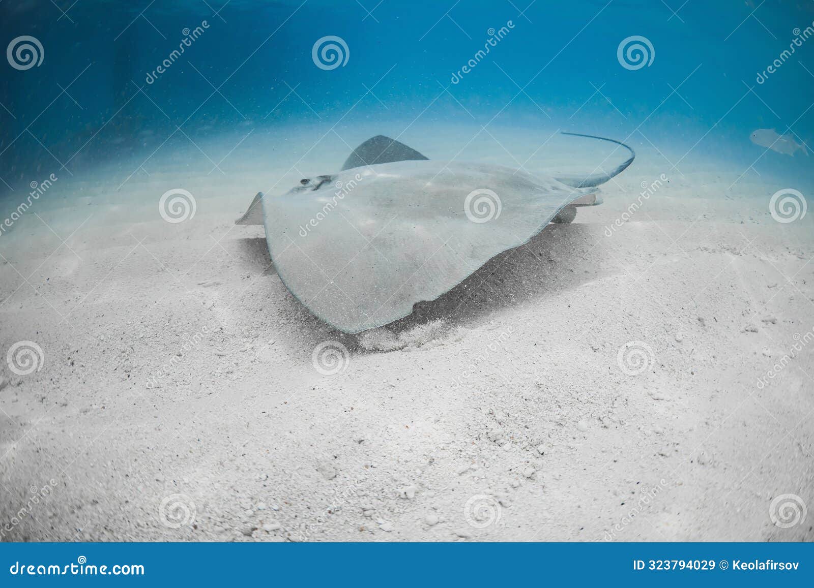 Sting Ray Fish Swims in Blue Sea. Stingray Underwater on Sea Bottom ...