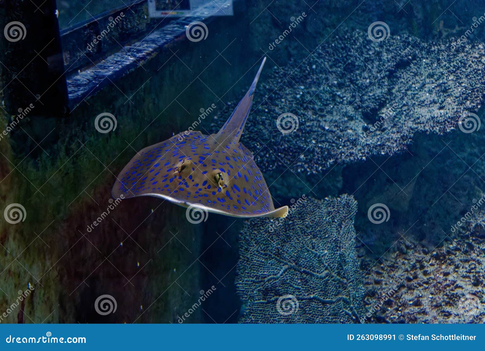 A Sting Ray in the Fish Tank Stock Image - Image of deep, dive: 263098991