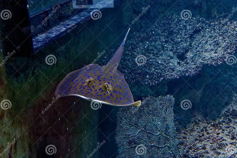 A Sting Ray in the Fish Tank Stock Image - Image of deep, dive: 263098991