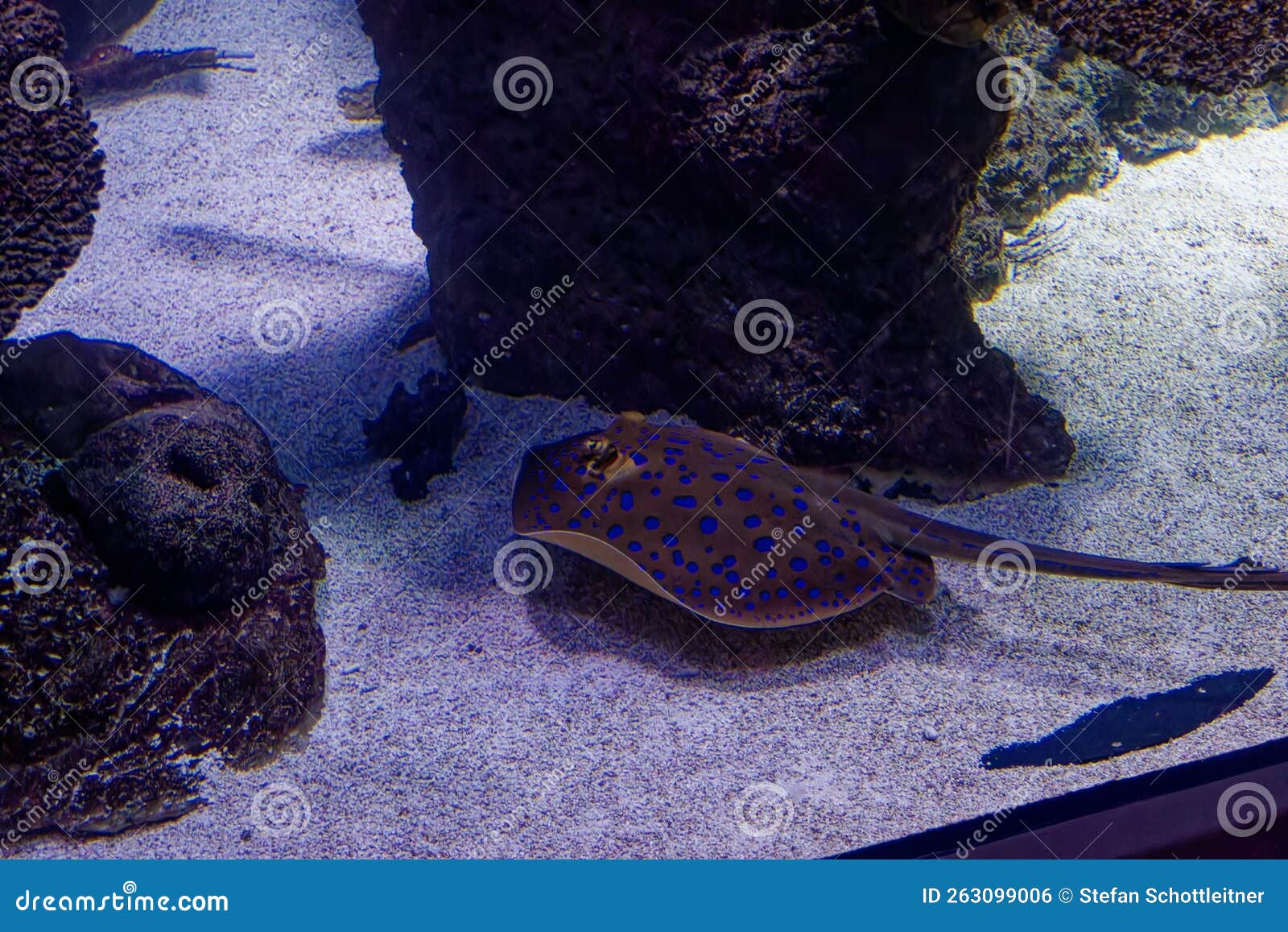 A Sting Ray in the Fish Tank Stock Photo - Image of aquatic, deep ...