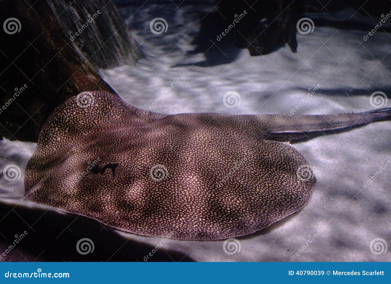 Sting Ray stock image. Image of animal, creature, sting - 40790039