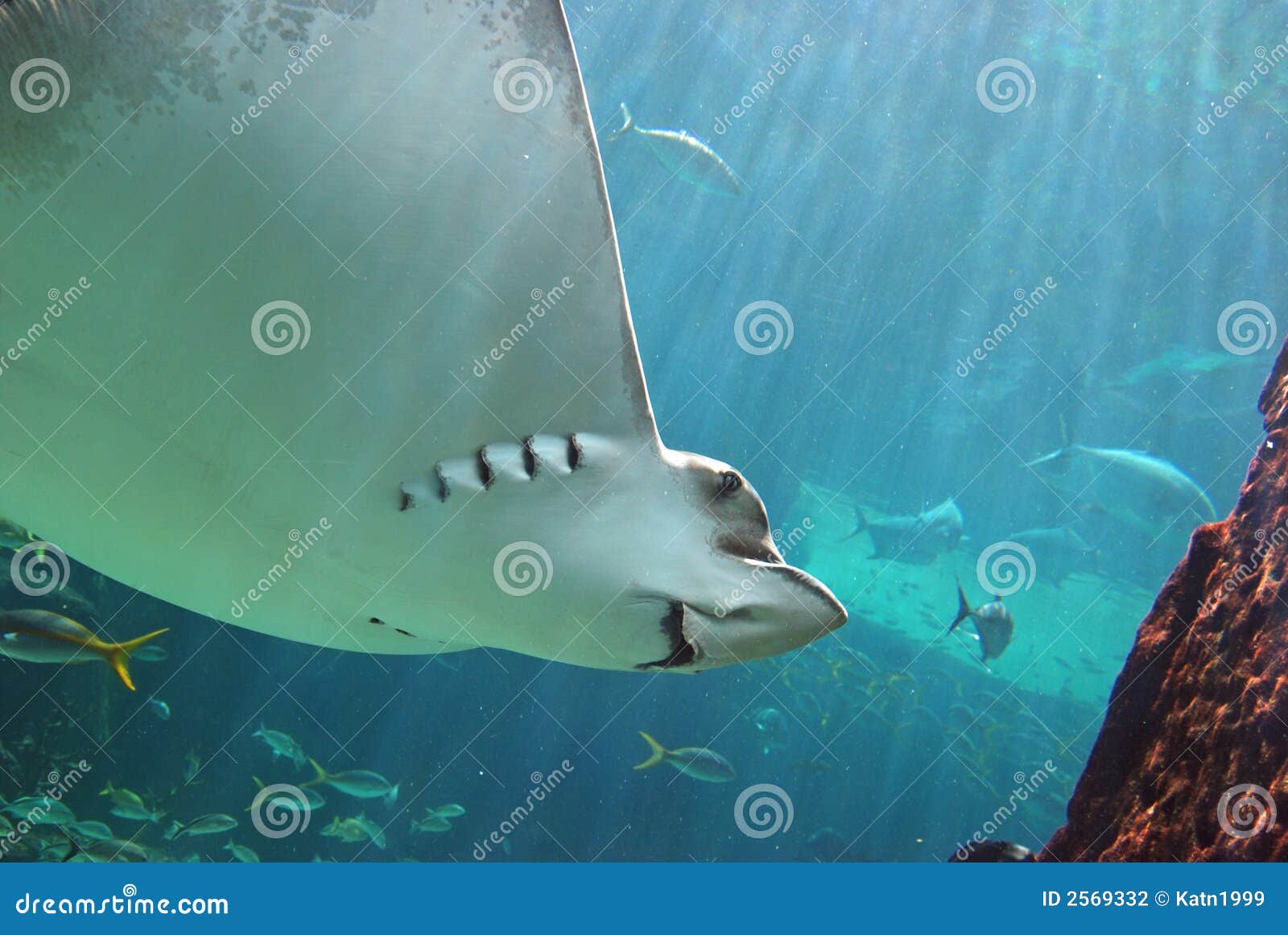Sting Ray Smiling Underwater Photos - Free & Royalty-Free Stock Photos ...