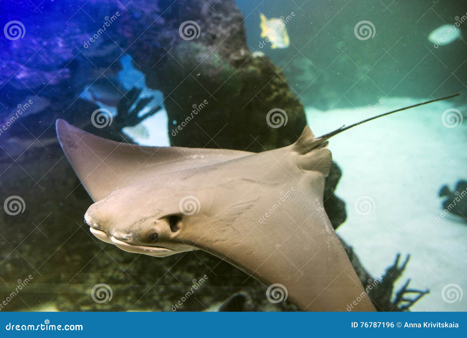 Sting ray swim stock photo. Image of israel, architecture - 76787196