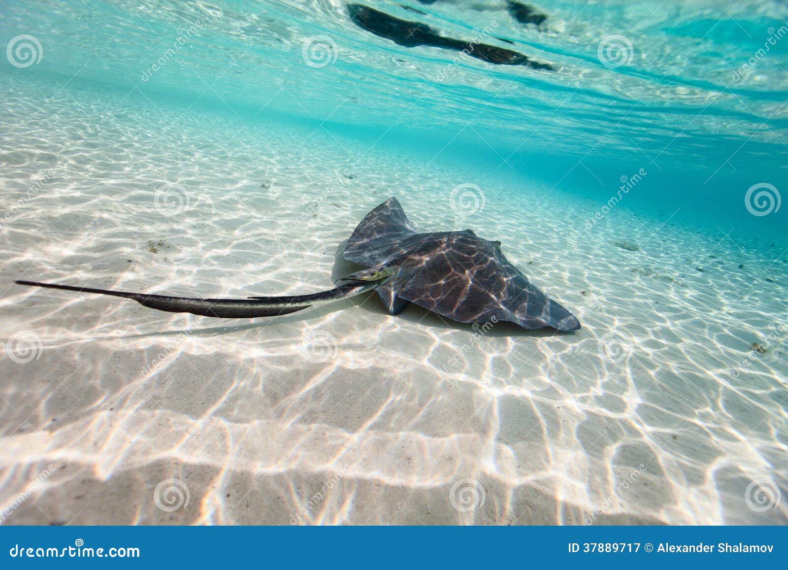 Sting ray stock image. Image of tropical, underwater - 37889717