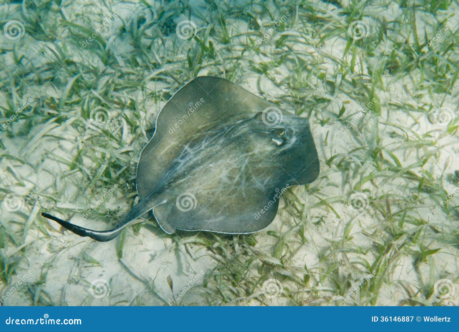 Sting ray stock image. Image of central, america, alive - 36146887