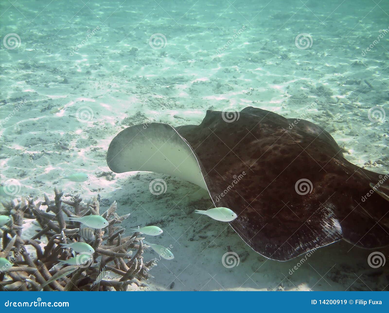 Sting Rays stock image. Image of maldives, mating, aggressive - 14200919