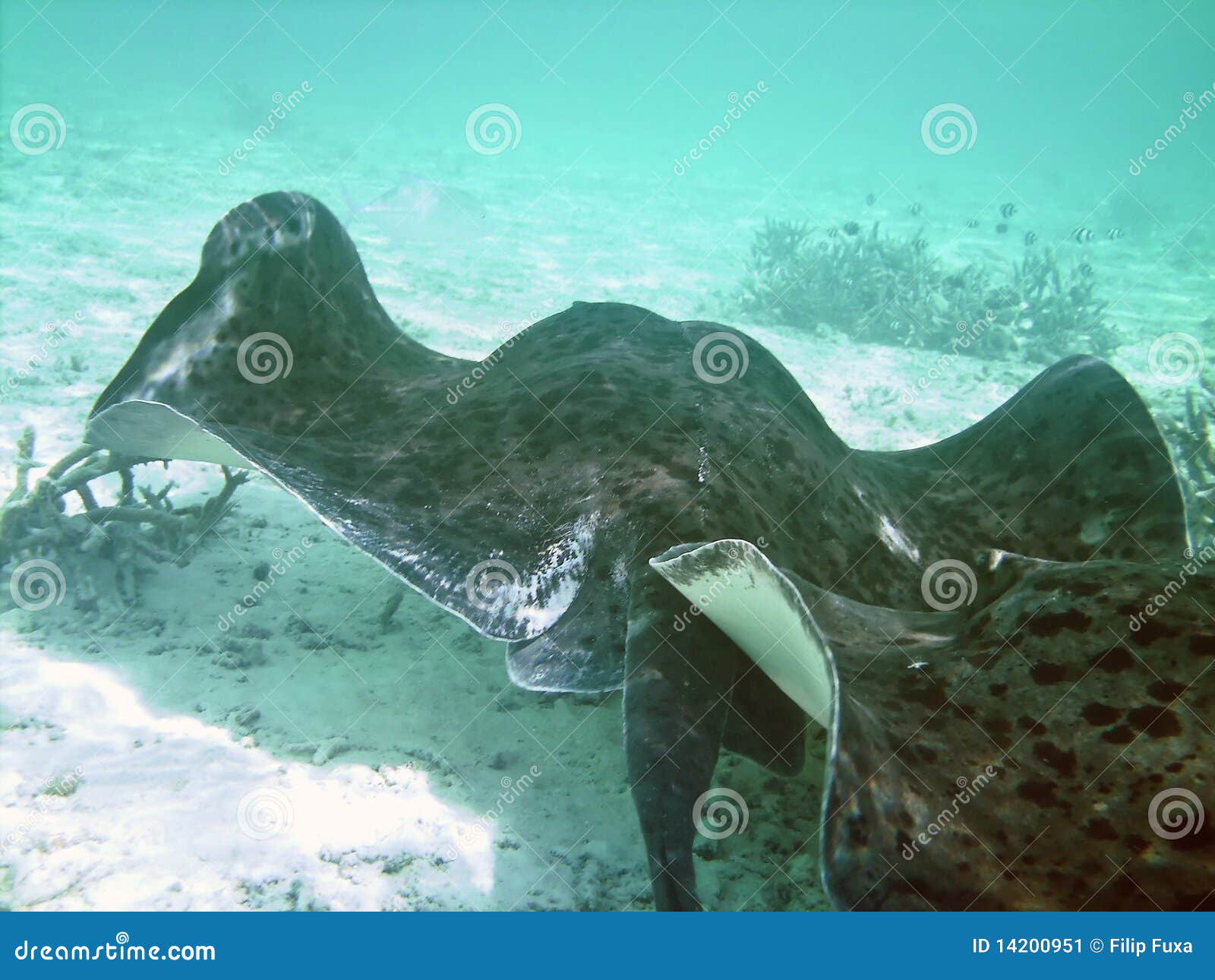 Sting Rays stock image. Image of sting, ocean, caribbean - 14200951