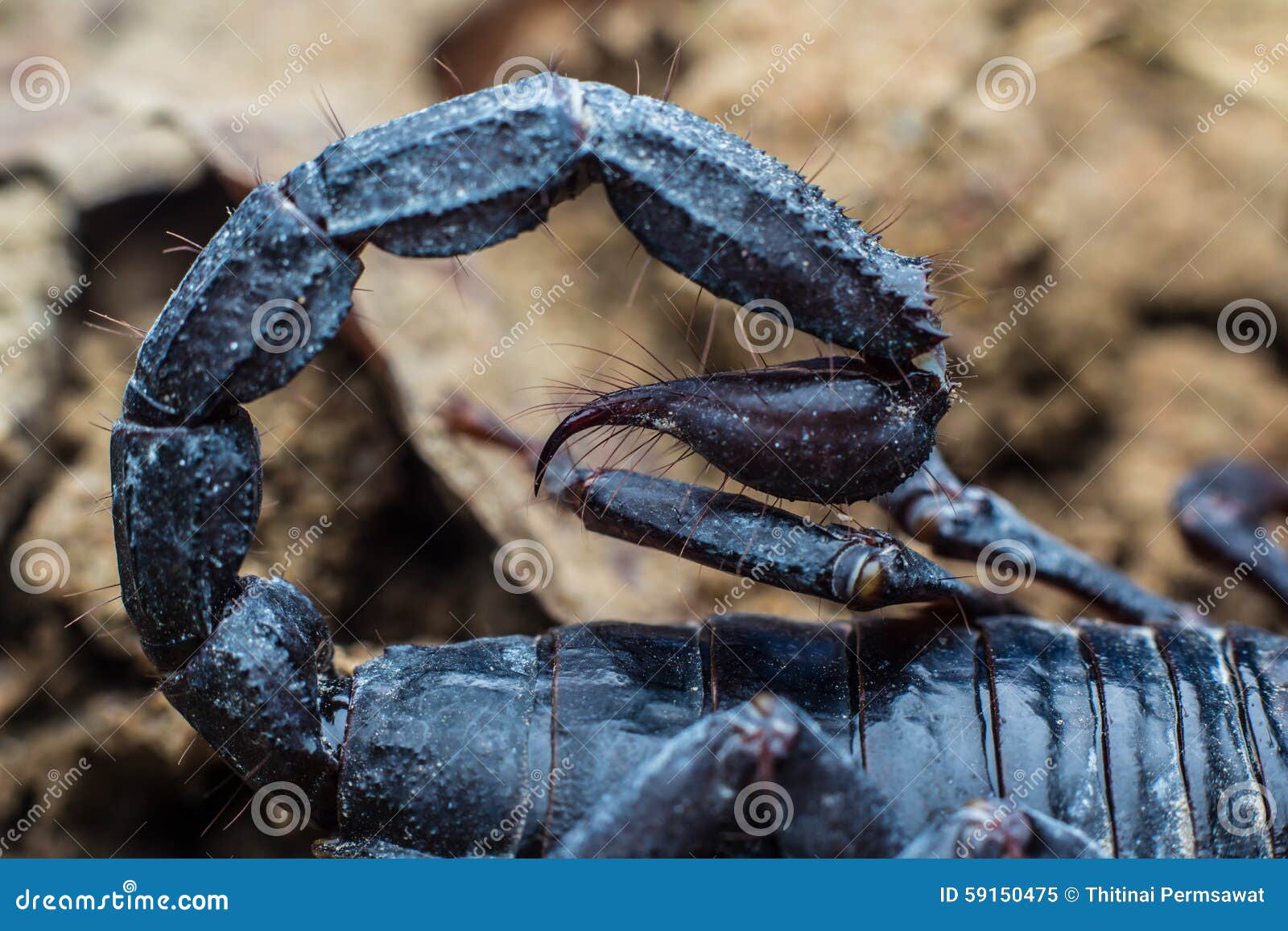 The stinger of a scorpion stock image. Image of poison - 59150475
