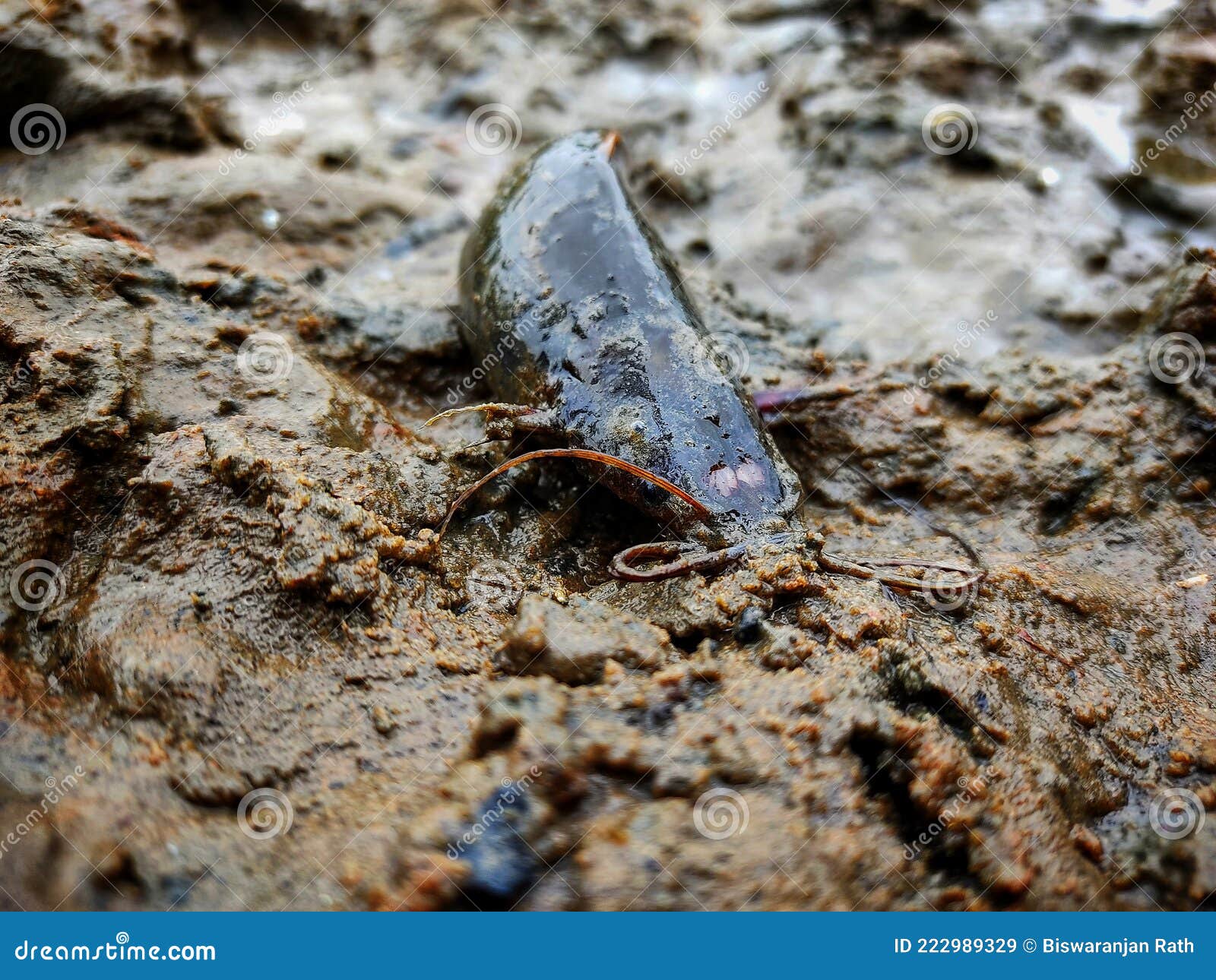 A Stinging Catfish Singhi Fish Laying On Mud Stock Image ...