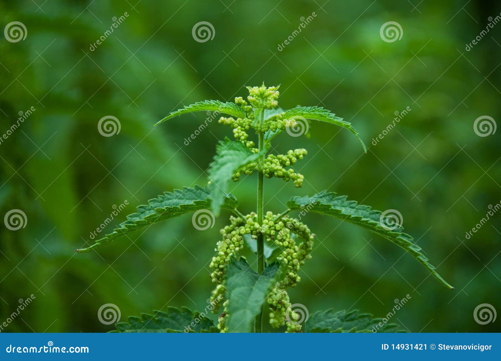 Stinging nettle stock image. Image of summer, weed, nature - 14931421