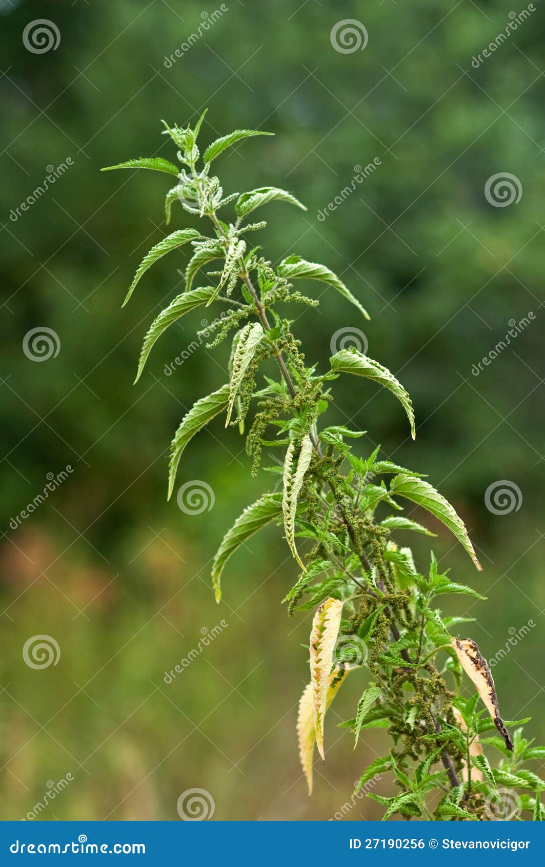 Stinging nettle stock photo. Image of meadow, stinging - 27190256