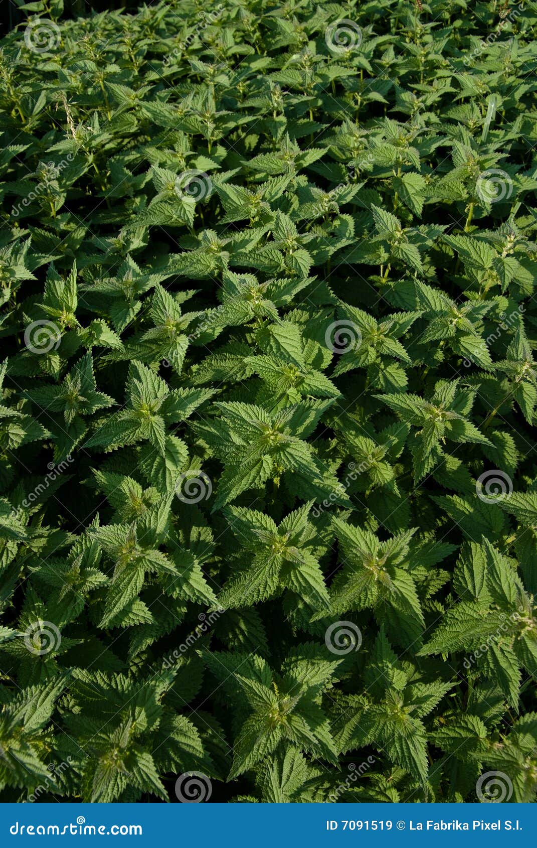Stinging nettle stock image. Image of poisonous, nettle - 7091519