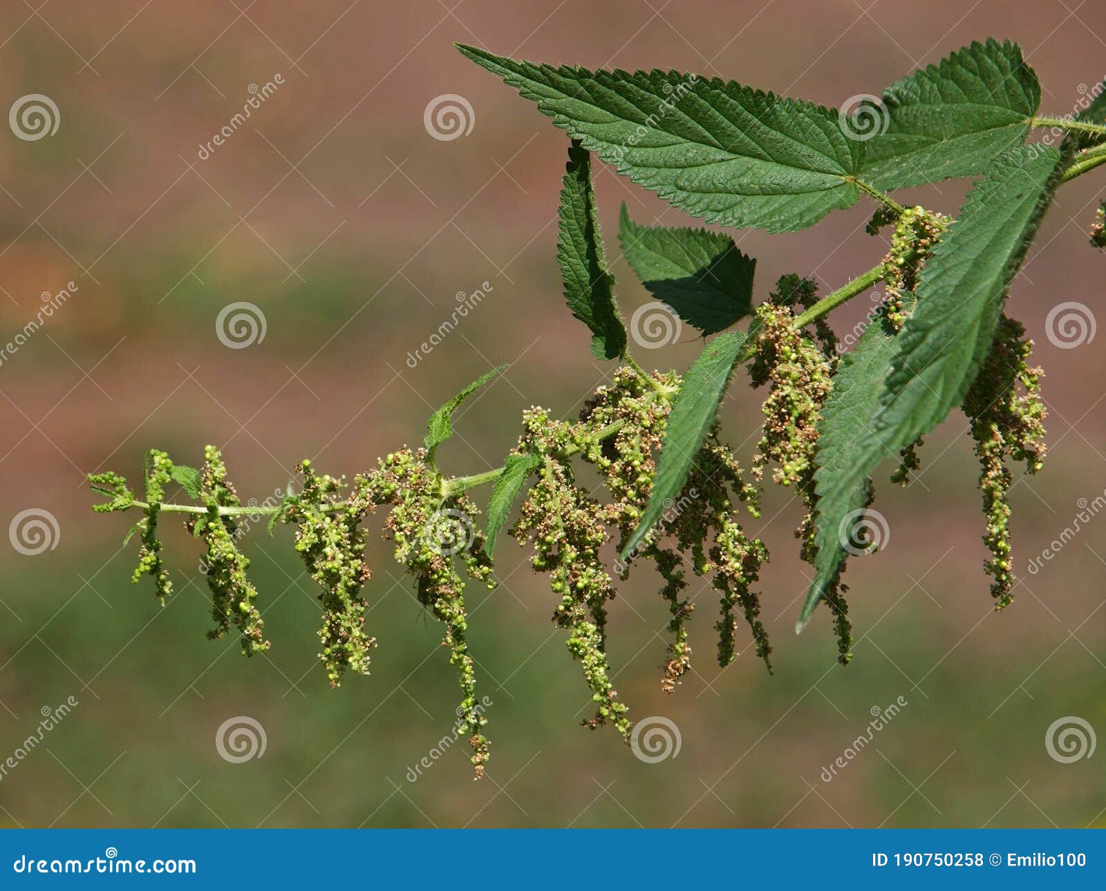 Stinging Nettle Blooming Plant, Urtica Dioica Stock Photo - Image of ...