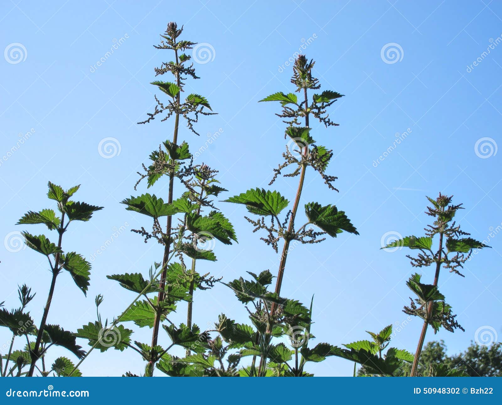 Stinging nettle stock photo. Image of growth, nettle - 50948302