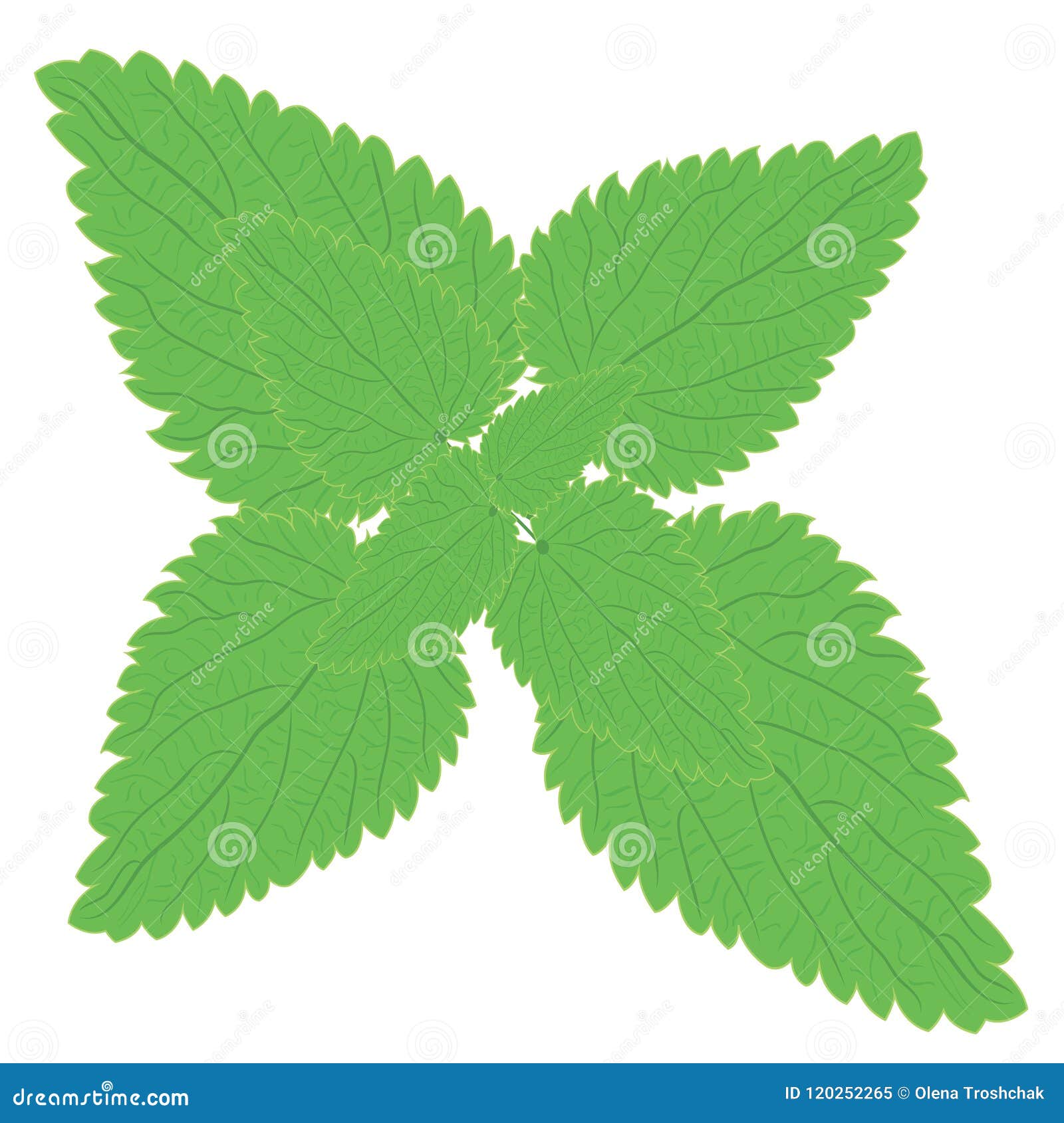 Nettle Herbal Plant Watercolor Illustration Isolated On White ...