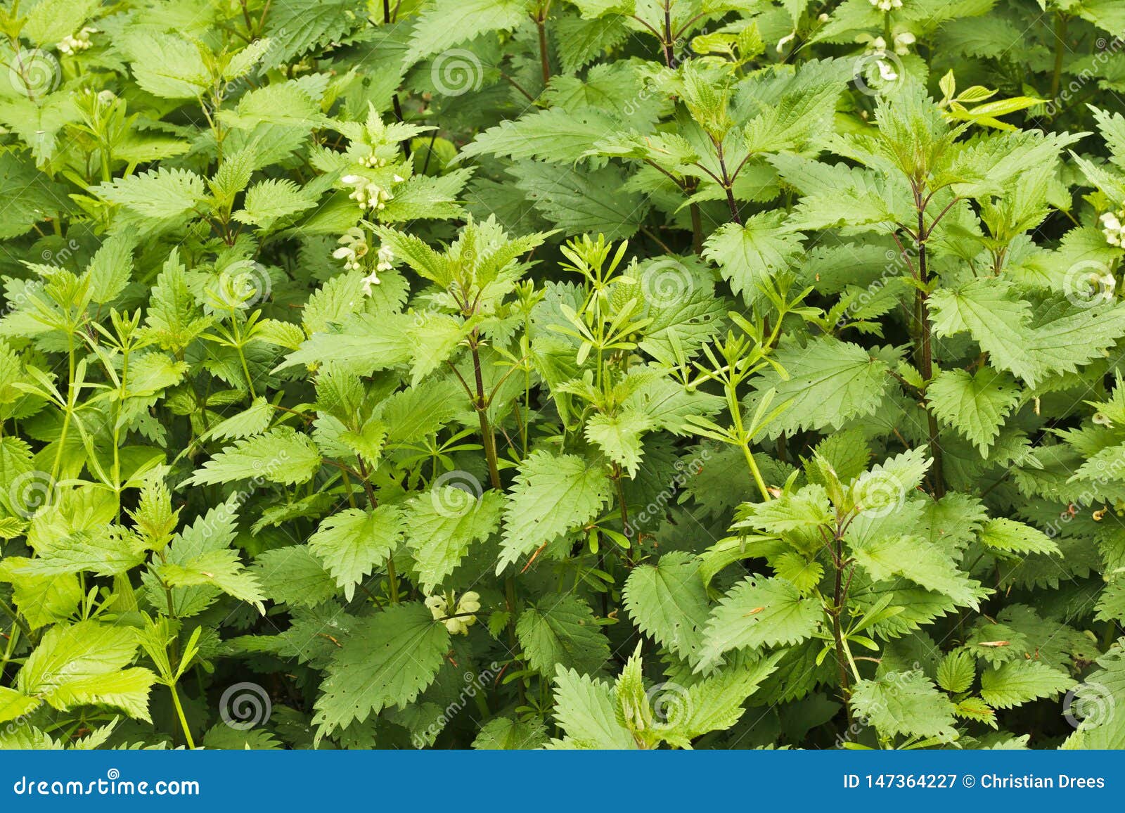 Stinging nettle field stock image. Image of medicine - 147364227