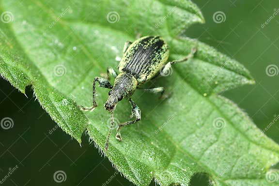 Stinging nettle insect stock photo. Image of background - 280736252