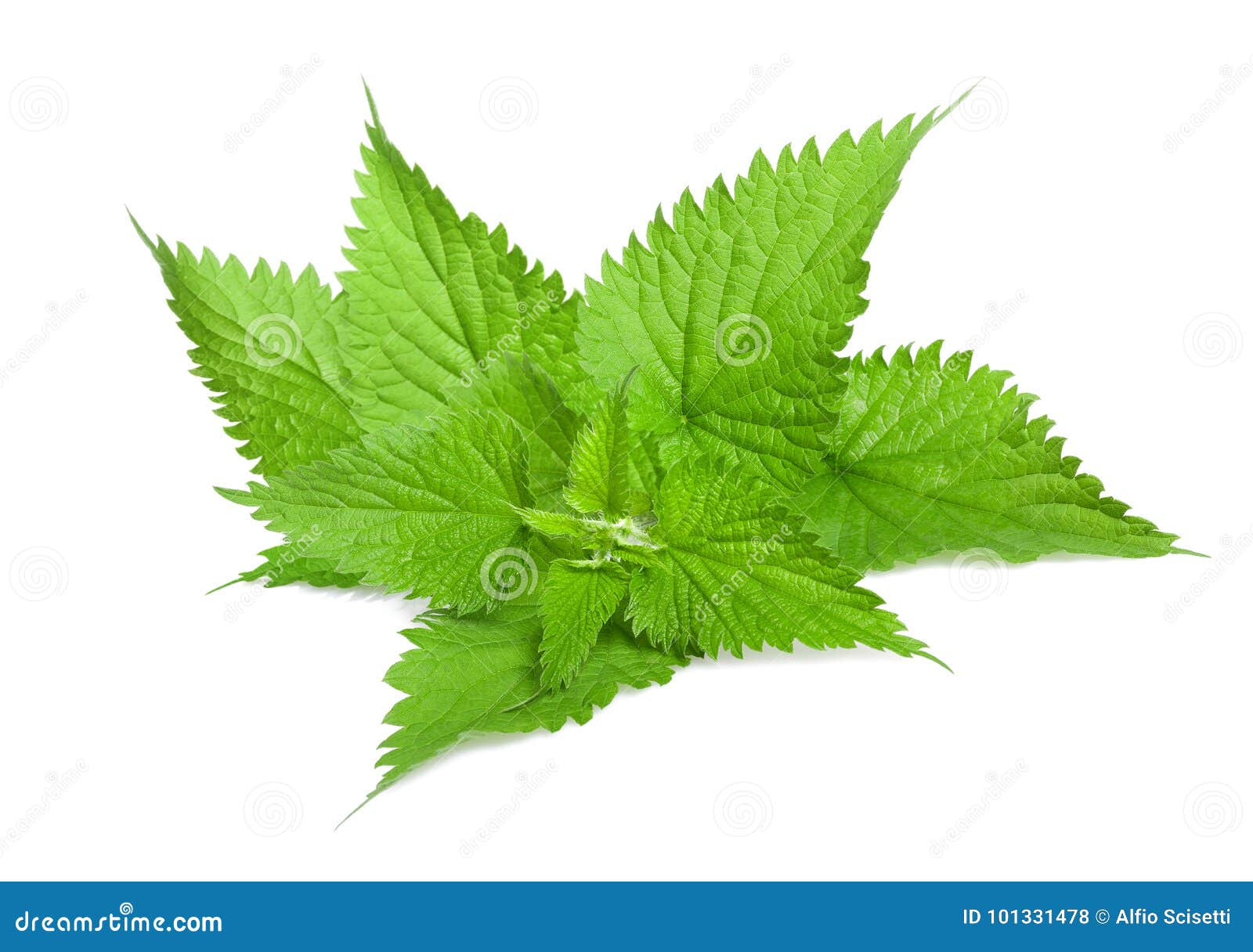 Fresh Stinging nettle stock photo. Image of white, dioica - 101331478