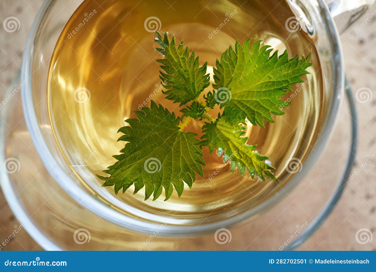 Stinging Nettle Leaf in a Cup of Herbal Tea Stock Image - Image of ...
