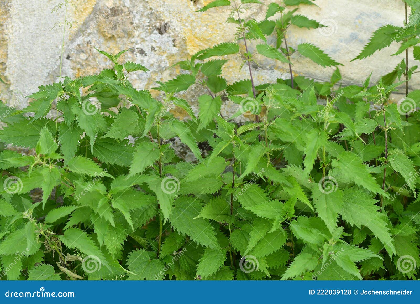 Stinging Nettle at an Old Abbey Wall Stock Photo - Image of sand, abbey ...