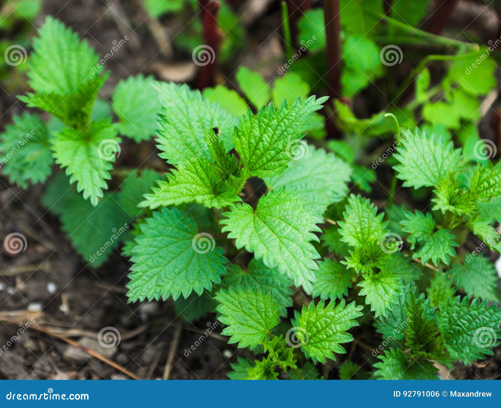 Stinging Nettle Plant in the Forest Stock Photo - Image of bunch ...