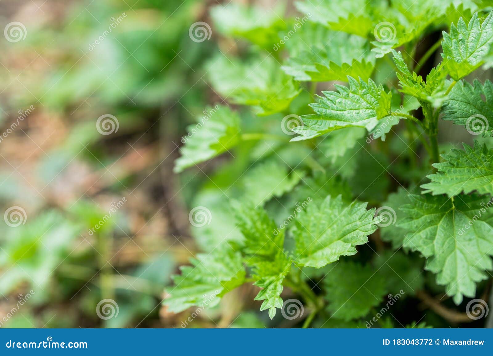 Stinging Nettle Plant in the Forest Stock Photo - Image of flora ...