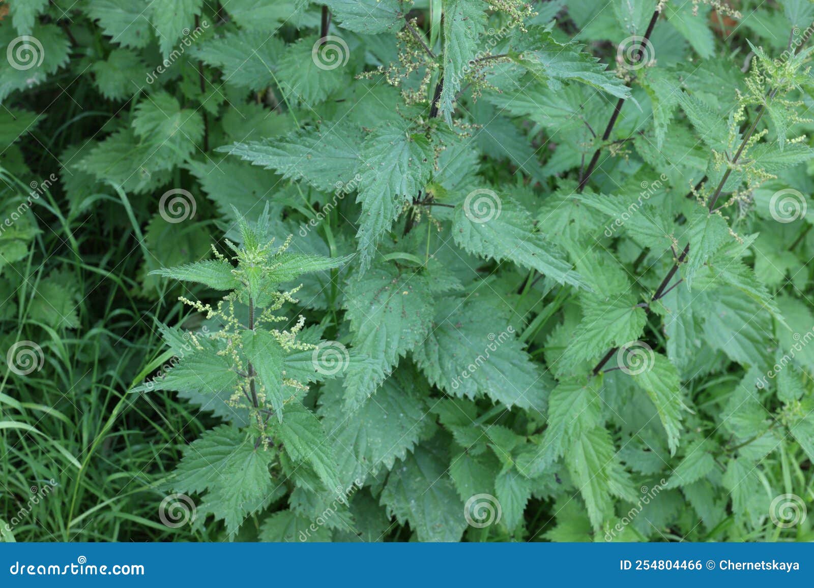 Stinging Nettle Plant with Green Leaves Growing Stock Photo - Image of ...