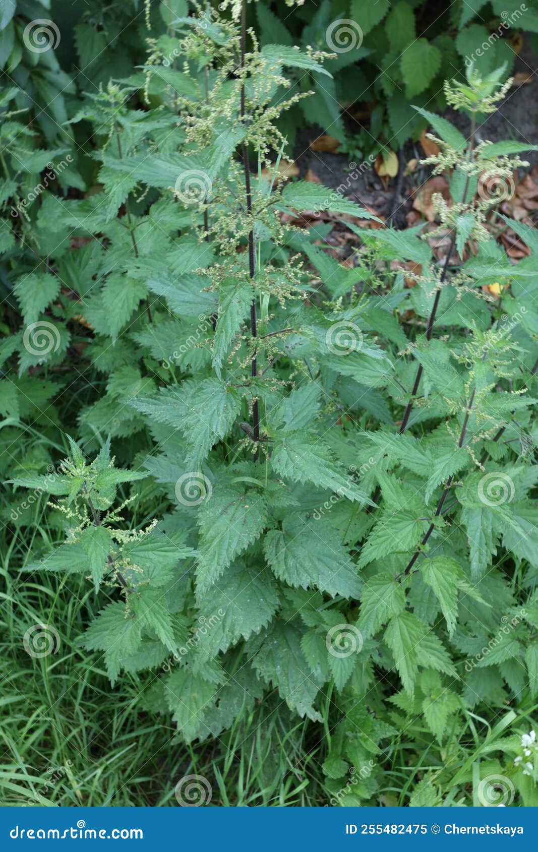 Stinging Nettle Plant with Green Leaves Growing Outdoors Stock Image ...