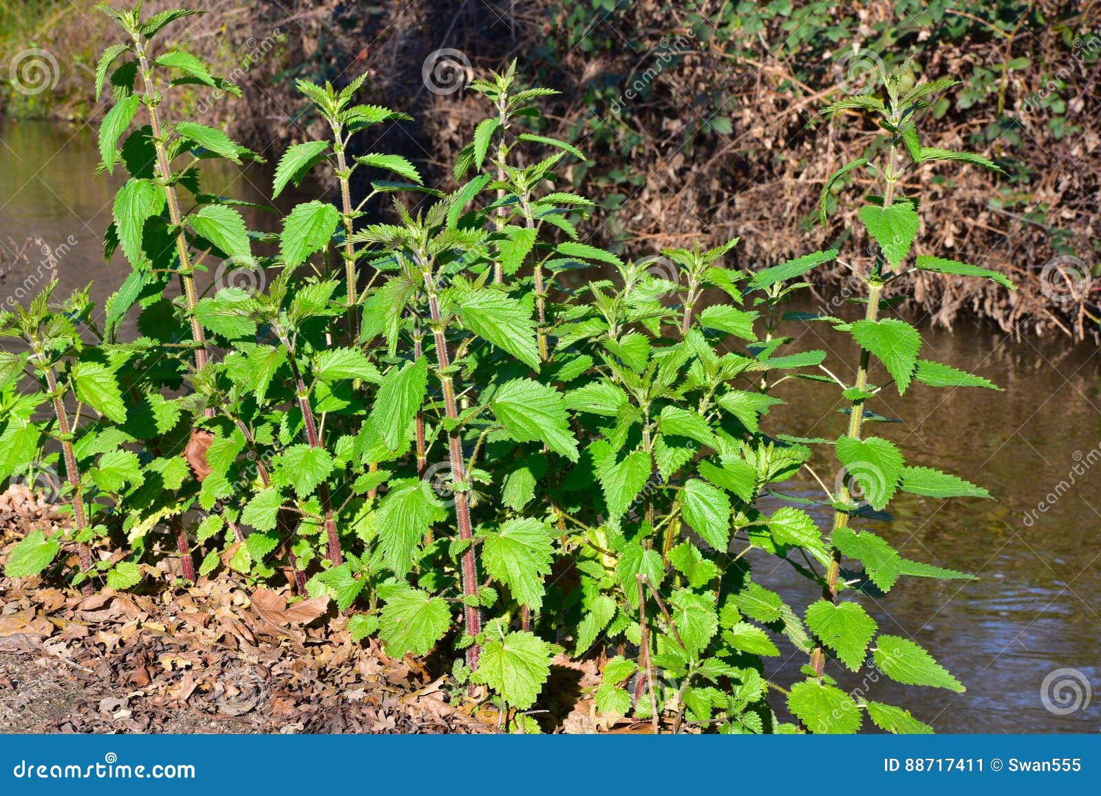 Stinging nettle plant stock image. Image of natural, dioica - 88717411