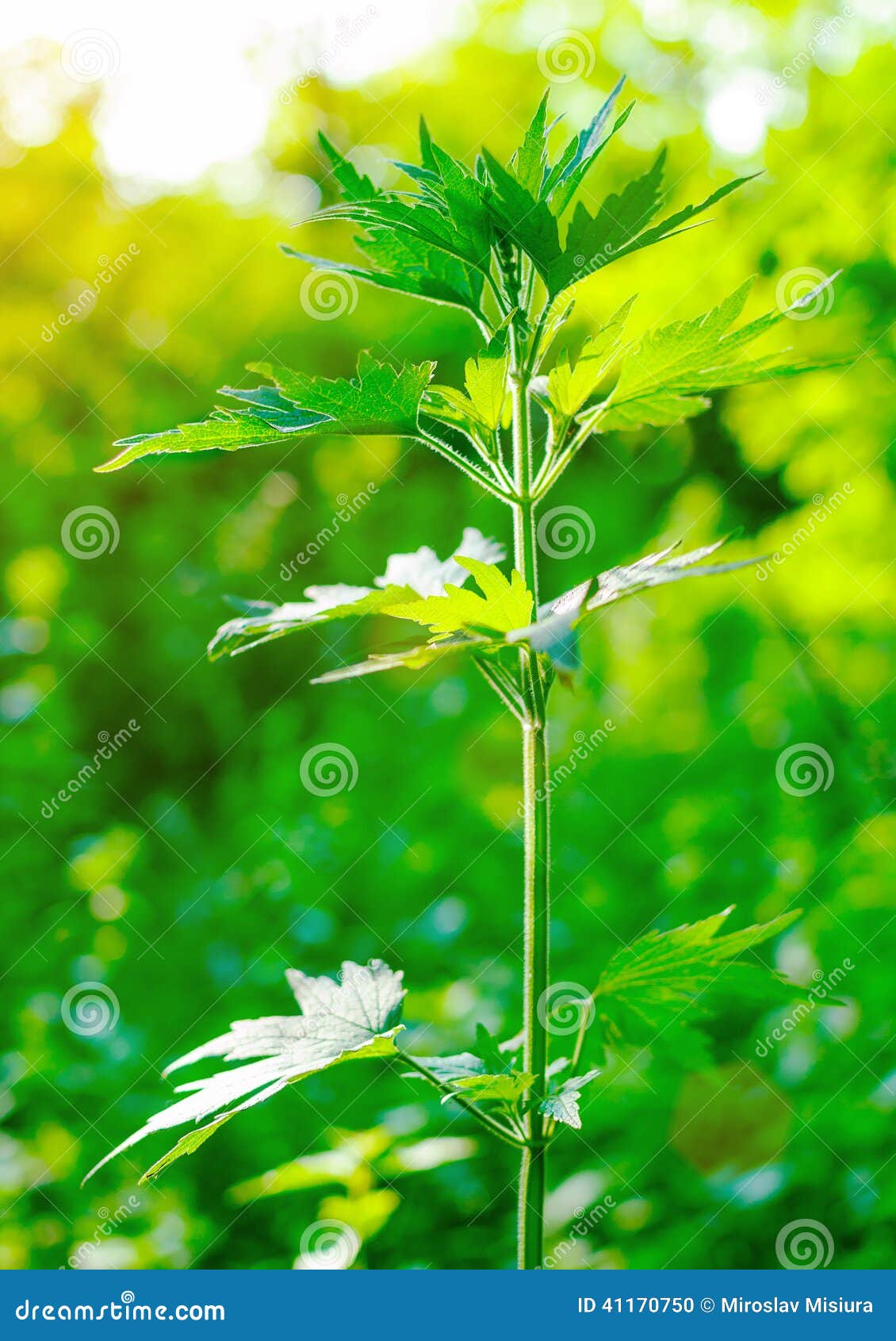 Stinging nettle stock photo. Image of single, freshness - 41170750
