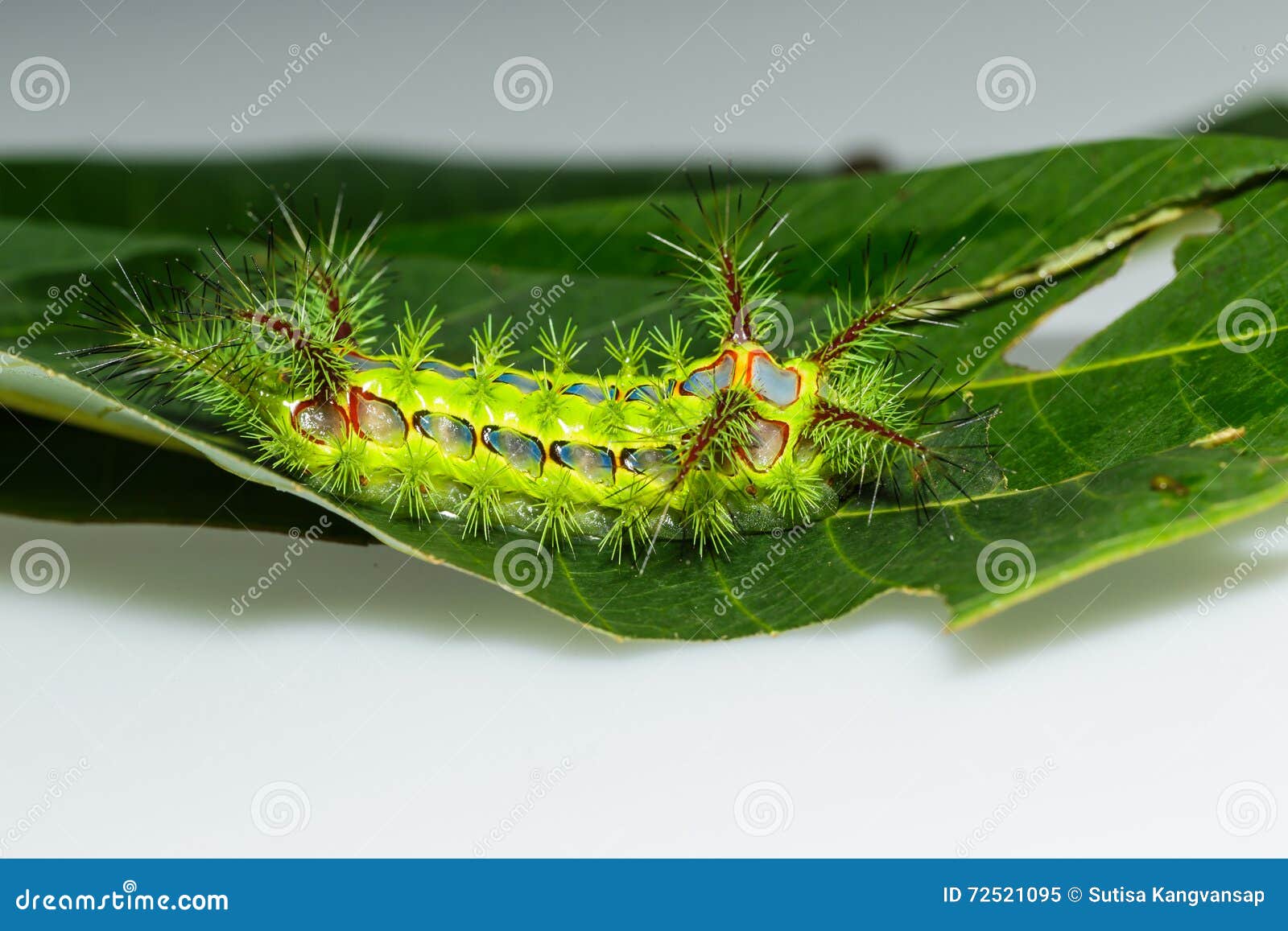 Stinging Nettle Slug Caterpillar , Phocoderma Velutina Moth Stock Image ...