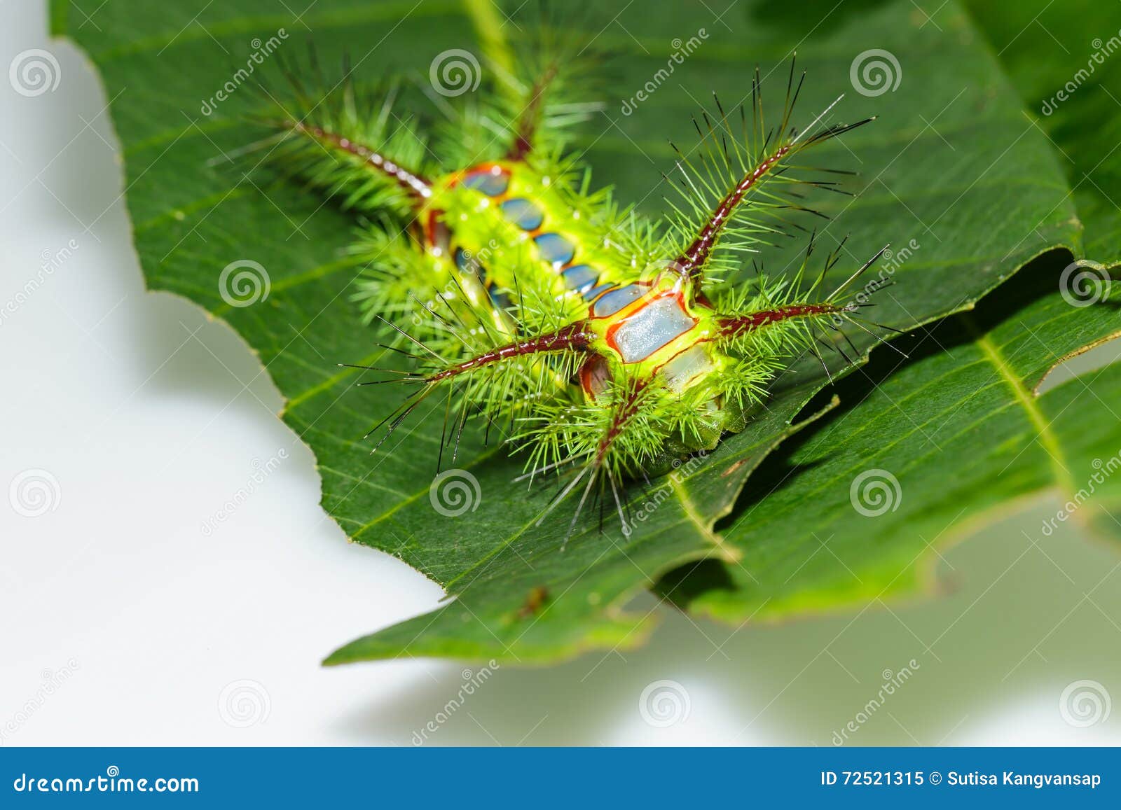 Stinging Nettle Slug Caterpillar , Phocoderma Velutina Moth Stock Image ...
