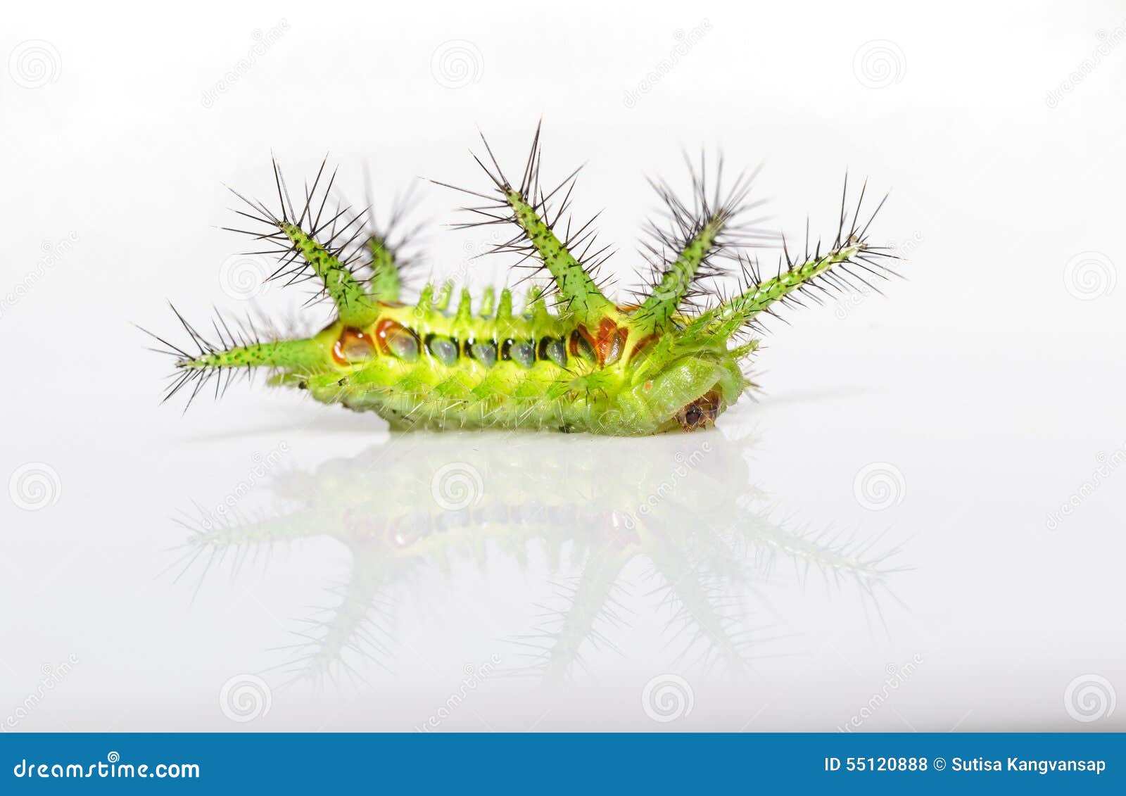 Stinging Nettle Slug Caterpillar of Phocoderma Velutina Moth Stock ...