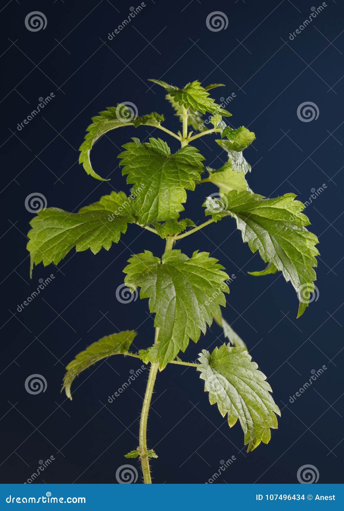 Stinging nettle twig stock photo. Image of herb, defensive - 107496434