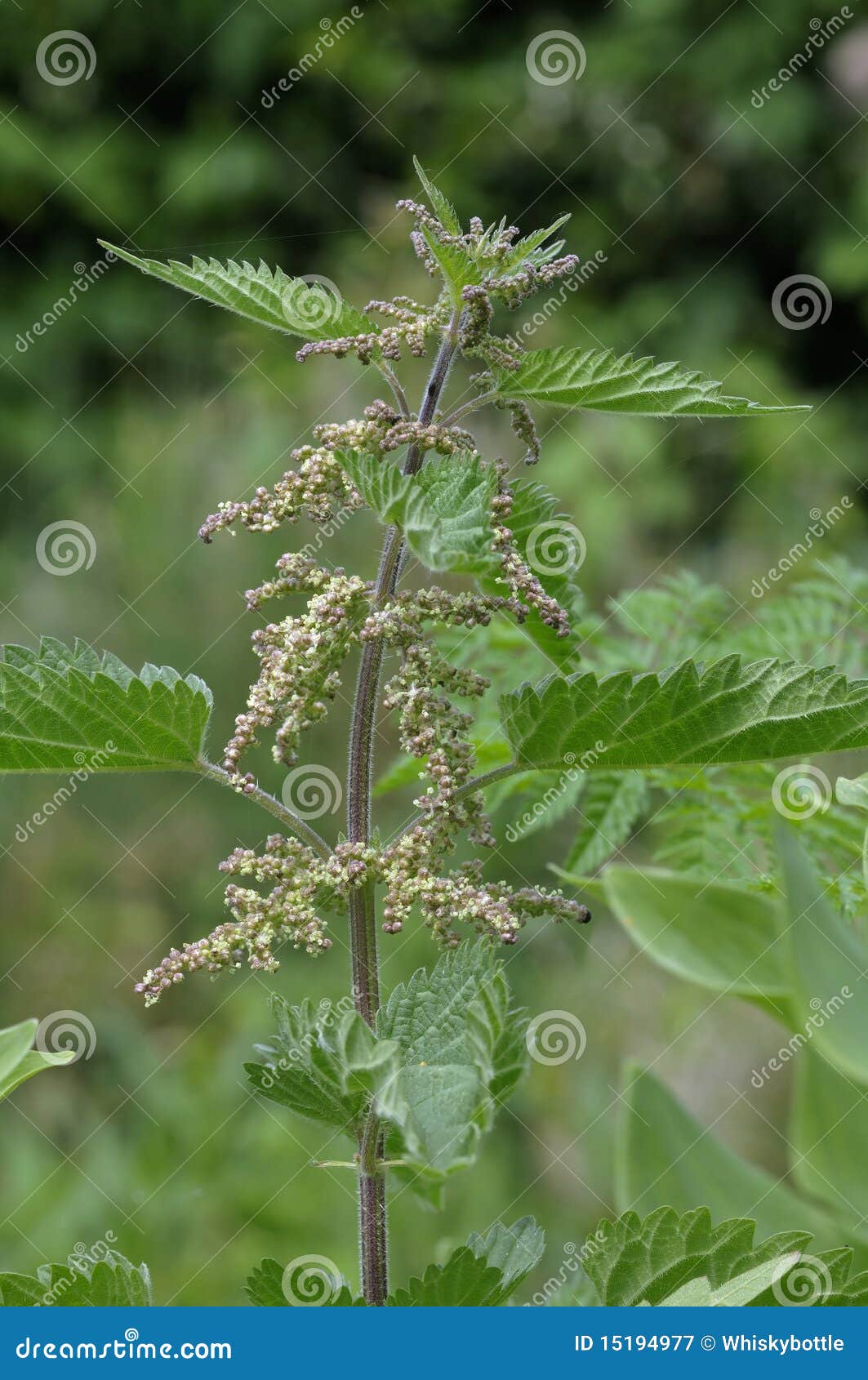 Urtica Dioica Or Nettle In Garden. Stinging Nettle, Medicinal Plant ...