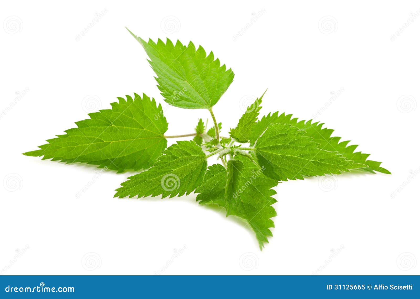 Stinging nettle stock image. Image of countryside, botany - 31125665