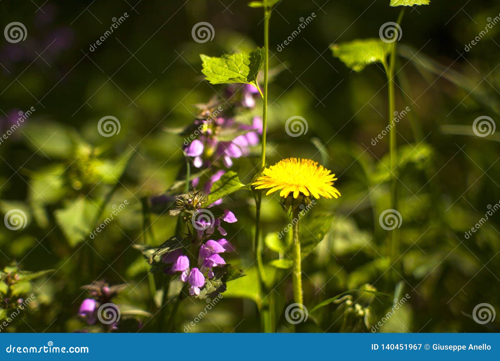 Stinging Nettles and Dandelion Stock Image - Image of health, head ...