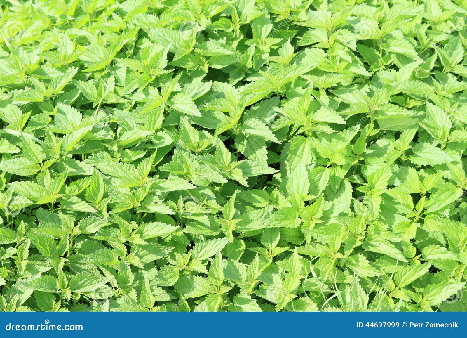 Stinging nettles stock image. Image of plant, field, plants - 44697999