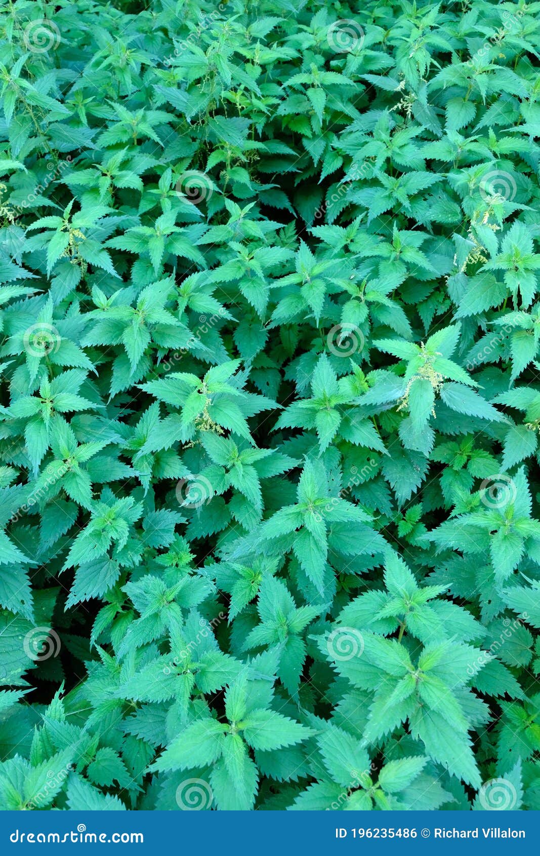 Nettle Field in Summer Close Up in Summer Stock Photo - Image of ...