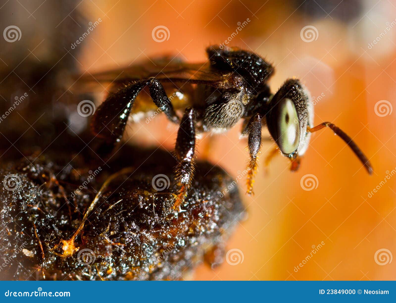 Stingless Bee stock photo. Image of macro, flight, pollinate - 23849000